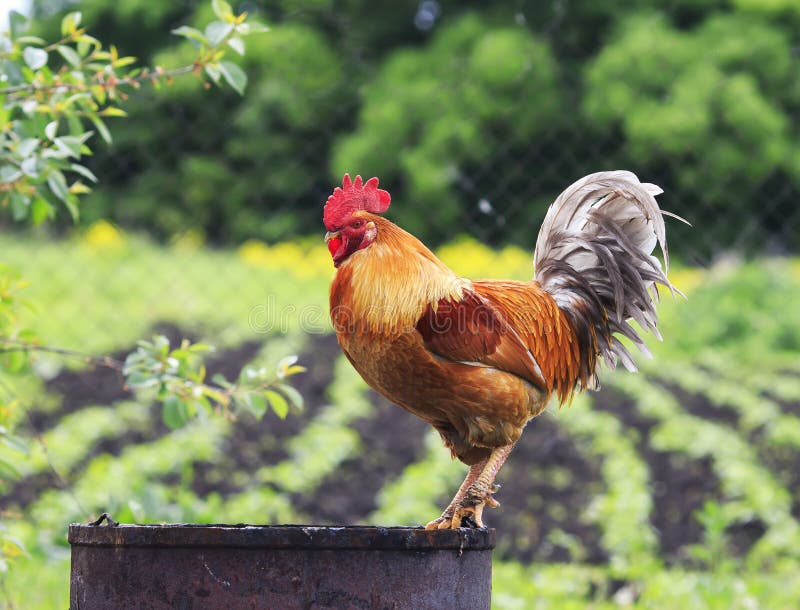 Colorful Red Rooster Stands High on the Backyard Farm Stock Image ...