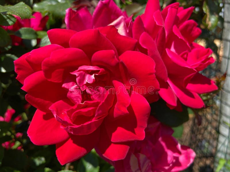 Colorful Red Rose in May stock image. Image of spring - 219326183