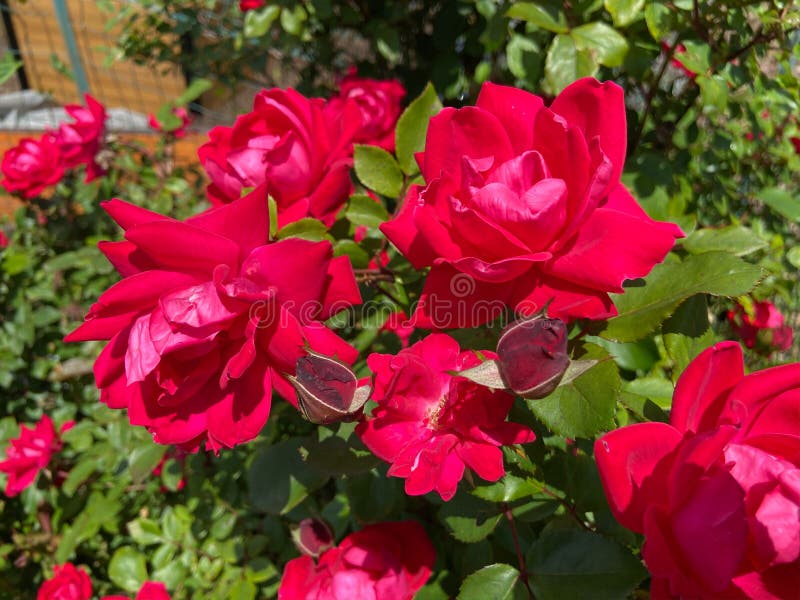 Colorful Red Roses in Spring in May Stock Image - Image of colorful ...