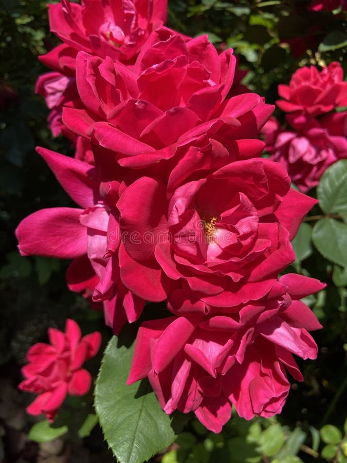 Colorful Red Roses in the Sunlight in Spring in May Stock Image - Image ...