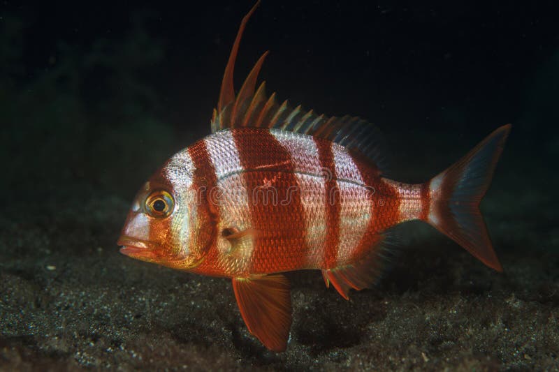 A Colorful Reddish-striped Bream Fish Stands Motionless on the Sandy ...