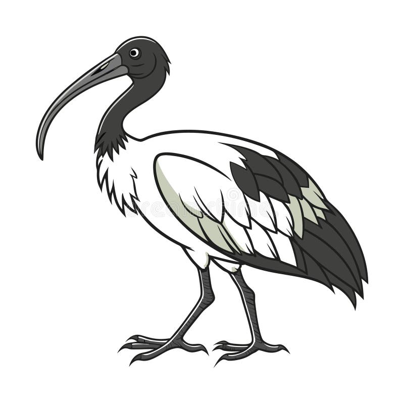 Colorful Representation of Sacred Ibis Bird Stock Photo - Illustration ...