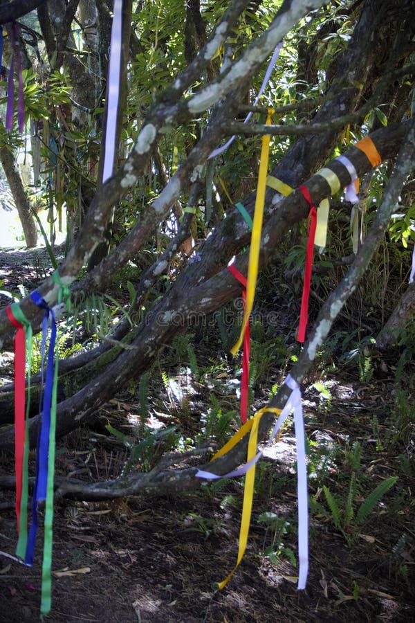 Colorful Ribbons on the Tree Branches Stock Image - Image of beauty ...