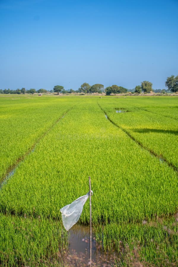 Colorful rice field stock image. Image of cast, palm - 272571489