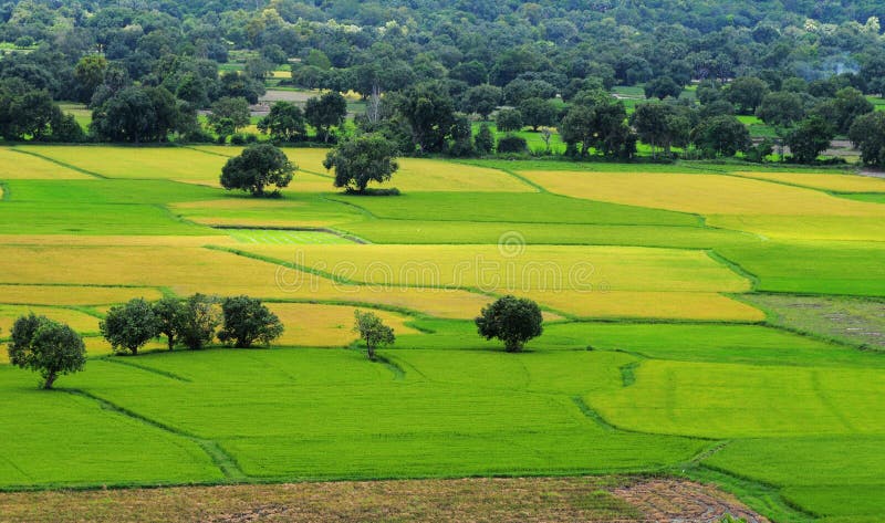 Colorful Rice Fields with Many Trees in Angiang, Vietnam Stock Photo ...