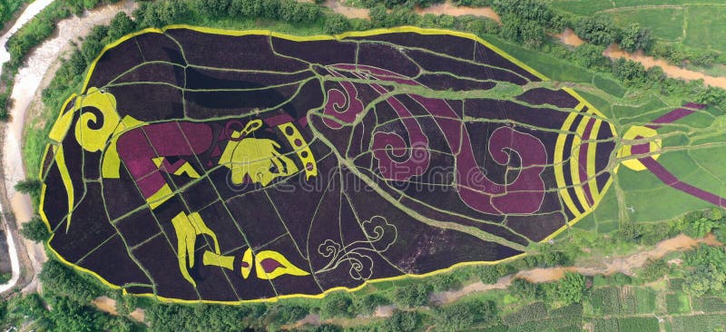 Colorful Rice Fields in Yunnan, China Editorial Stock Photo - Image of ...