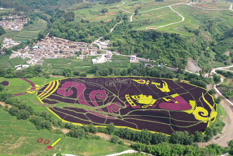 Colorful Rice Fields in Yunnan, China Editorial Image - Image of ...