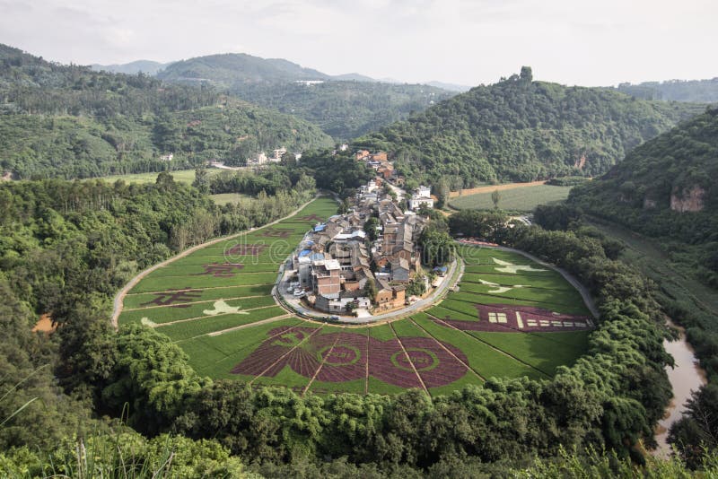 Colorful Rice Fields in Yunnan, China Editorial Photo - Image of yunnan ...