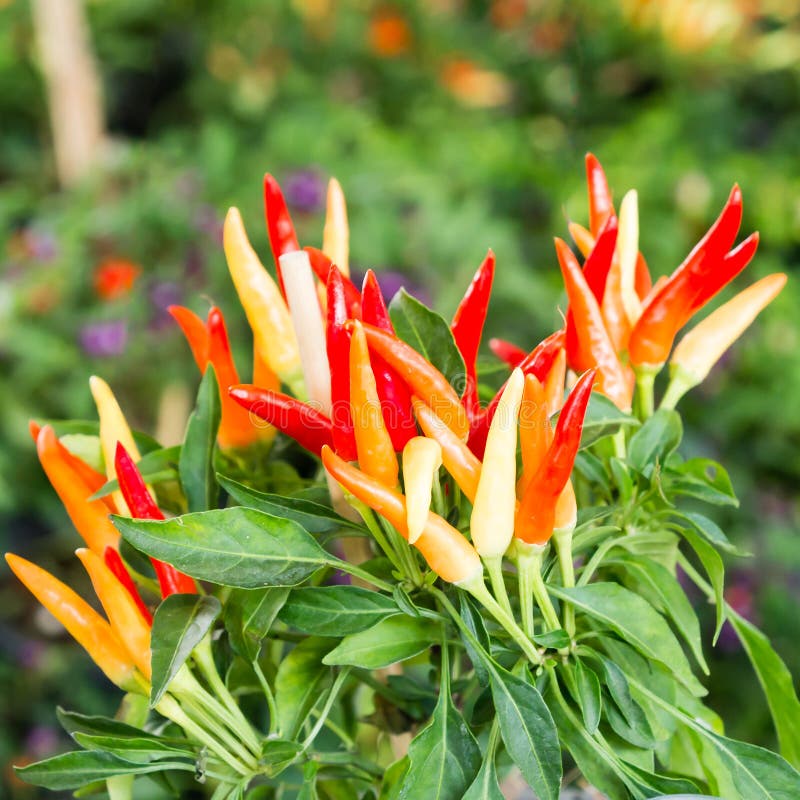 Colorful chilli stock photo. Image of tasty, nature, leaf - 36709998