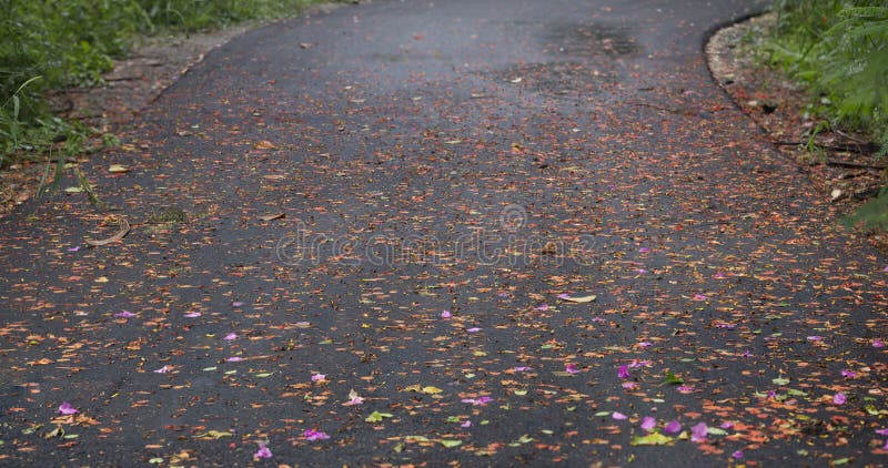 Colorful Road Full with Flowers Drop on the Rain Day. Stock Image ...