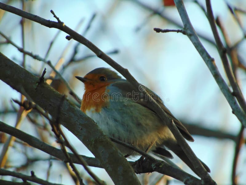 Colorful Robin Bird Sitting Stock Photo - Image of horizontal, morning ...