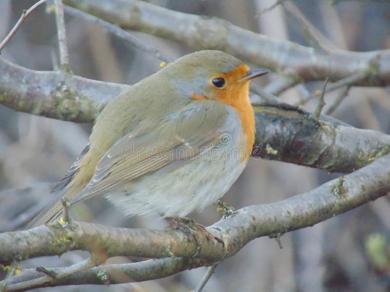 Colorful Robin Bird Sitting Stock Image - Image of colorful, finch ...