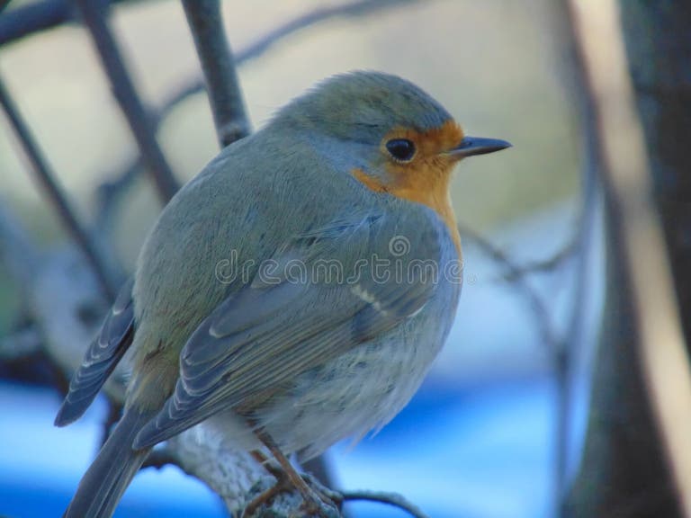 Colorful Robin Bird Sitting Stock Image - Image of lense, feather ...