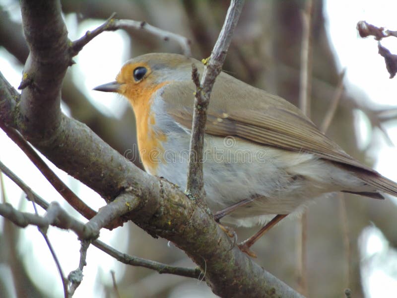 Colorful Robin Bird Sitting Stock Photo - Image of environment ...