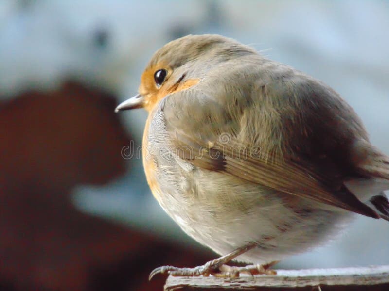 Colorful Robin Bird Sitting Stock Photo - Image of horizontal, little ...