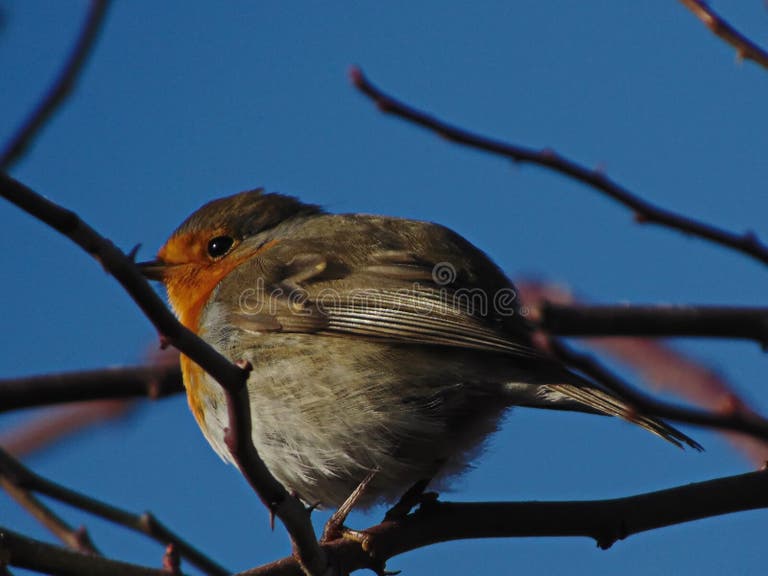 Colorful Robin Bird Sitting Stock Photo - Image of finch, conservation ...