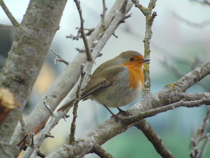 Colorful Robin Bird Sitting Stock Photo - Image of natural, eating ...