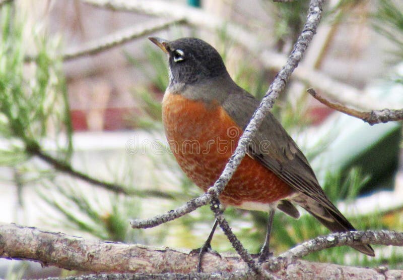 Robin Red Breast on Tree in Spring Stock Photo - Image of beak, branch ...