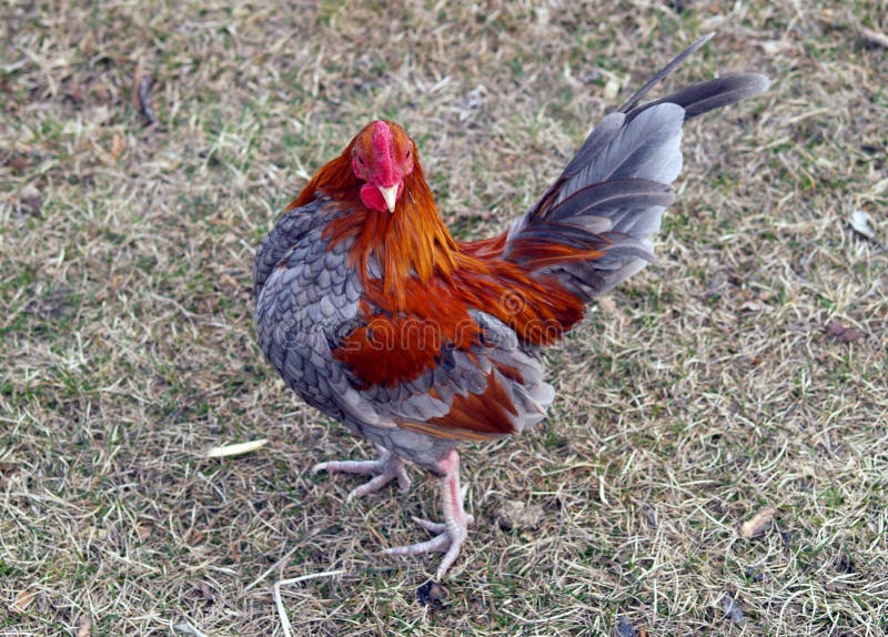 Colorful Rooster stock photo. Image of rooster, little - 9119150