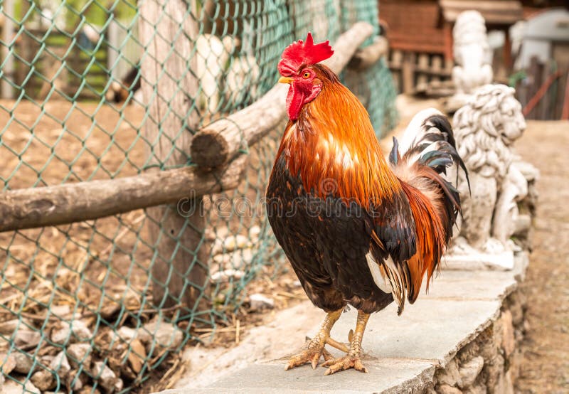 Colorful Rooster Asian Bantam Outdoors on a Farm Stock Image - Image of ...