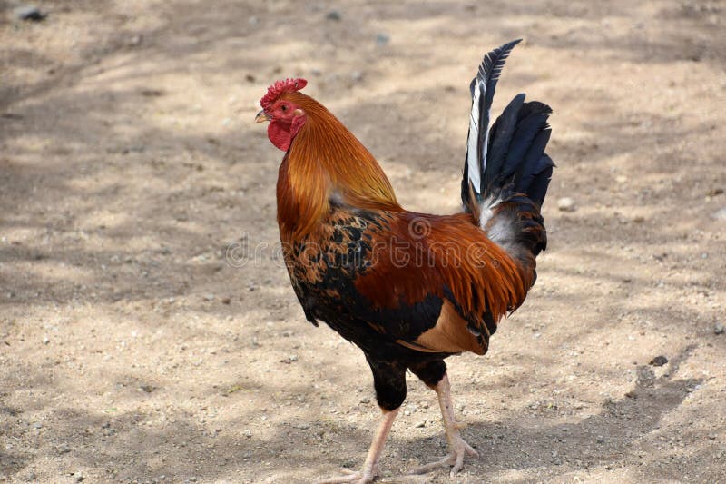 Colorful Rooster on a Barnyard Farm Stock Image - Image of chick ...