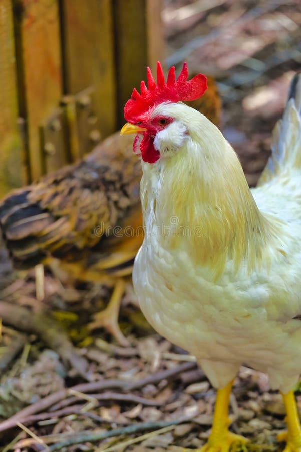 A Colorful Rooster in a Coop. Stock Image - Image of wing, wildlife ...