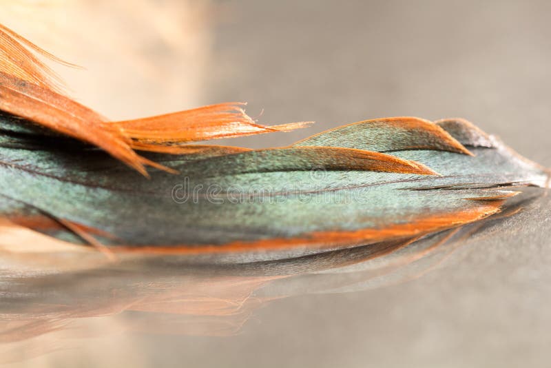 Colorful Rooster Feather with Details Stock Image - Image of natural ...