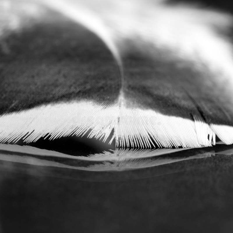 Colorful Rooster Feather with Details Stock Photo - Image of pattern ...