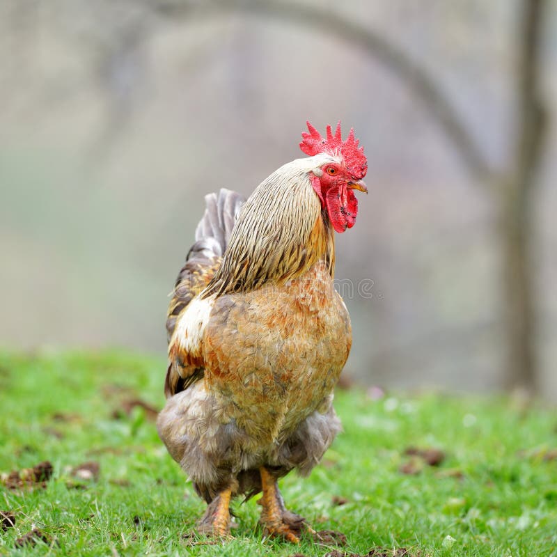 Colorful Rooster on Field in Spring Stock Image - Image of chicken ...