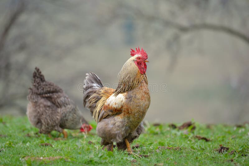 Colorful Rooster on Field in Spring Stock Image - Image of chicken ...