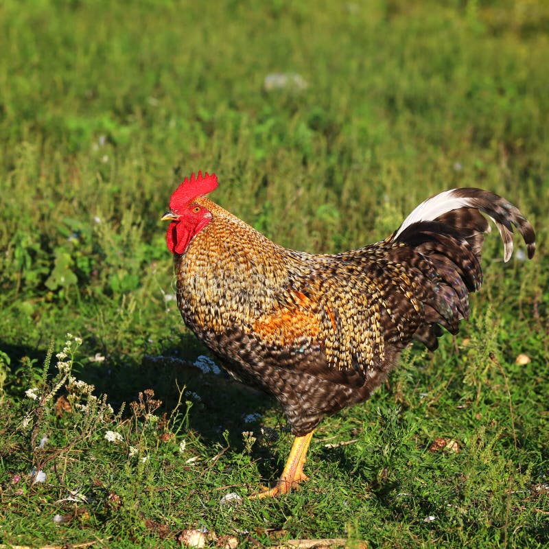 Colorful rooster stock image. Image of rural, head, agriculture - 44952527