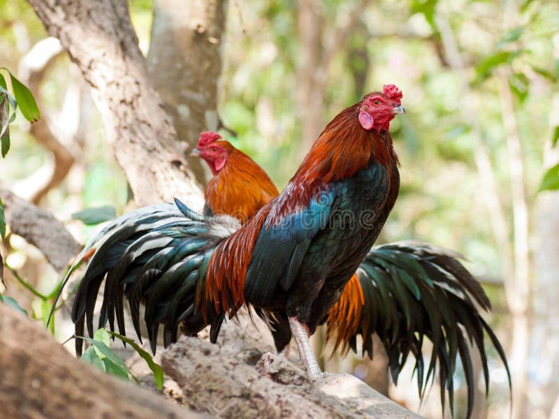 Colorful rooster stock photo. Image of agribusiness, crest - 38427512