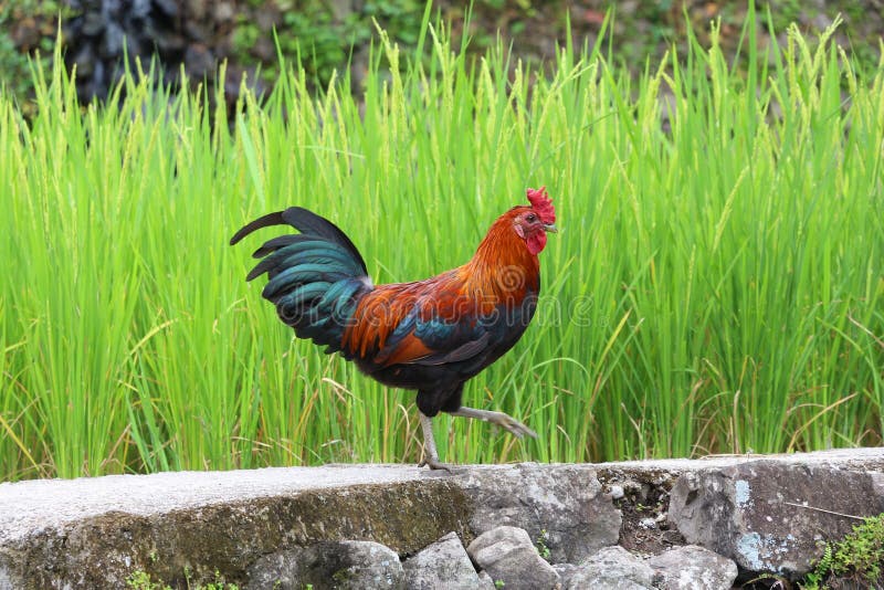 Rooster in a Rice Field in Vietnam Stock Photo - Image of rooster, farm ...