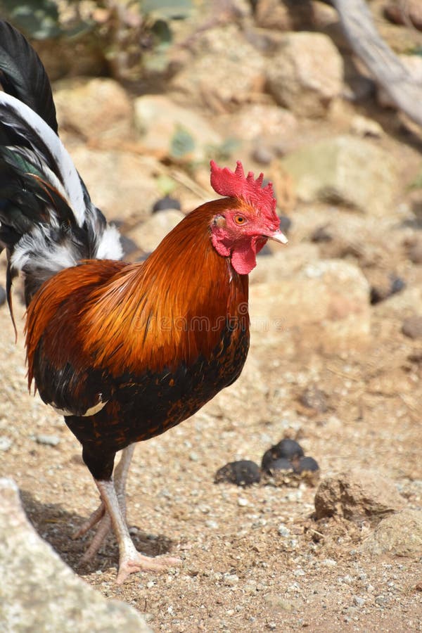 Colorful Rooster with a Red Crown in a Barnyard Stock Photo - Image of ...
