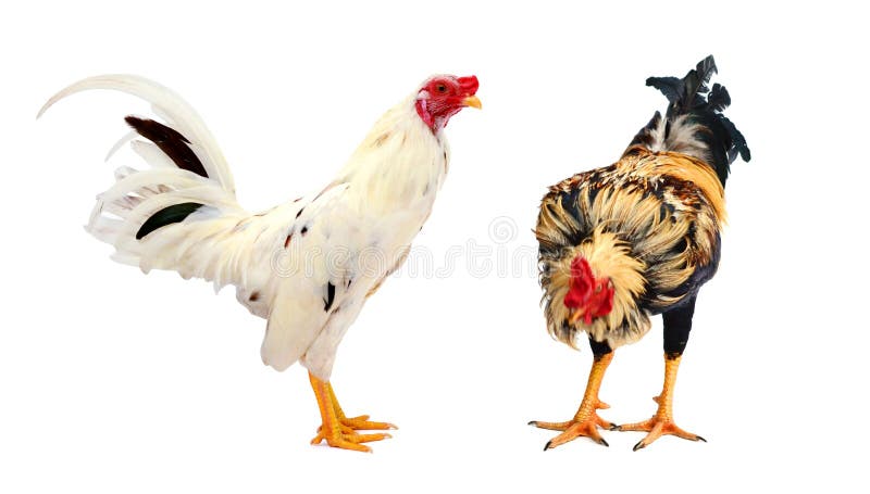 Rooster. stock image. Image of view, domestic, motley - 194004289