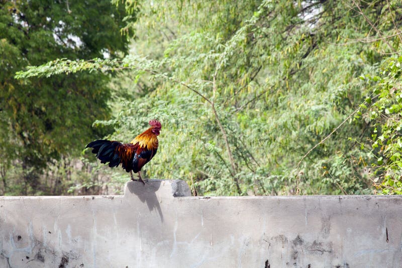 Colorful Rooster stock photo. Image of closeup, poultry - 31011642