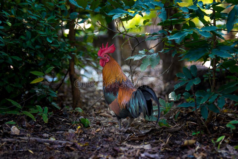 Colorful Rooster at Stand stock image. Image of breed - 106620763