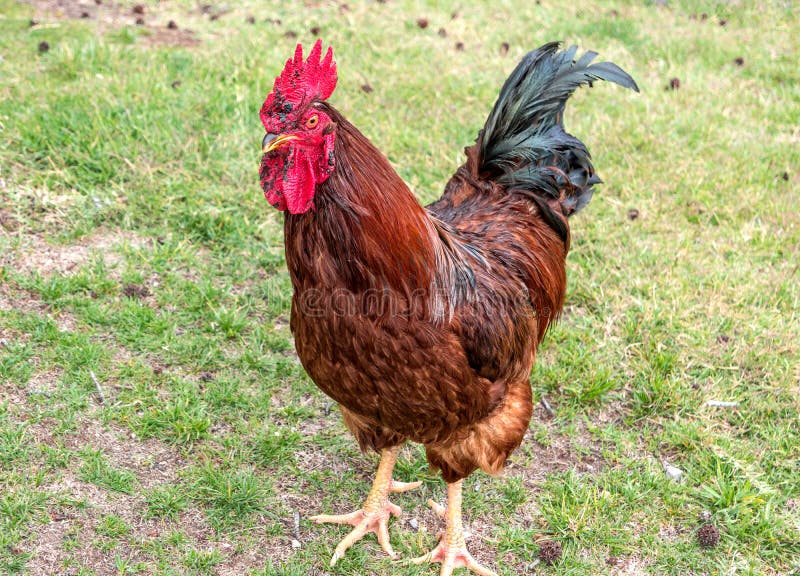 212 Strutting Rooster Photos - Free & Royalty-Free Stock Photos from ...