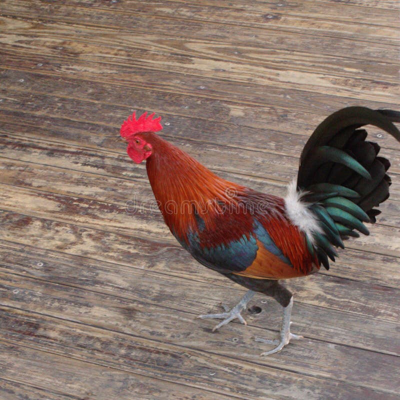 Colorful rooster stock image. Image of farm, gallus, avian - 65103603