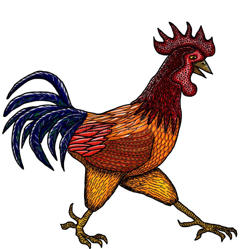 Colorful Rooster on a White Background Stock Illustration ...