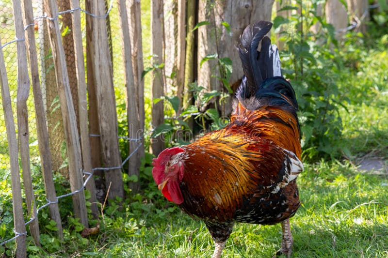 Colorful Roosters on the Farm Stock Image - Image of elegant, head ...