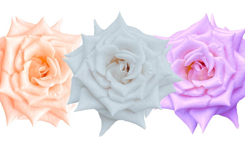 Colorful Rose Banner Background Stock Photo - Image of anniversary ...