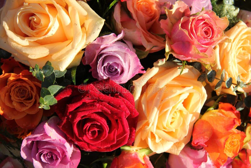 Colorful rose bouquet stock photo. Image of arrangement - 206278338