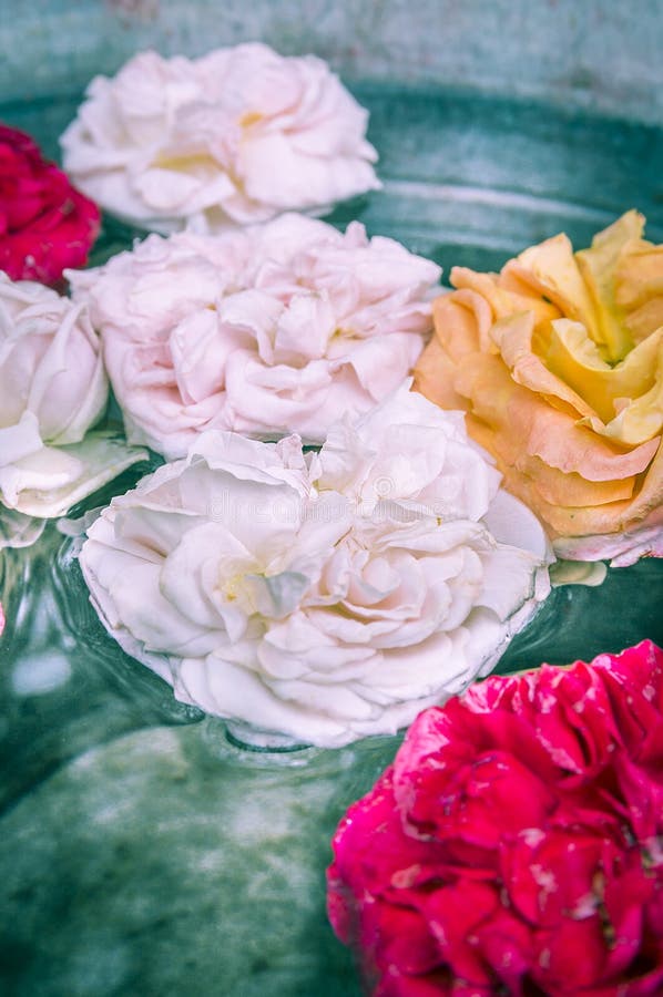 Colorful Rose Flowers in Water, Toning Stock Image - Image of freshness ...