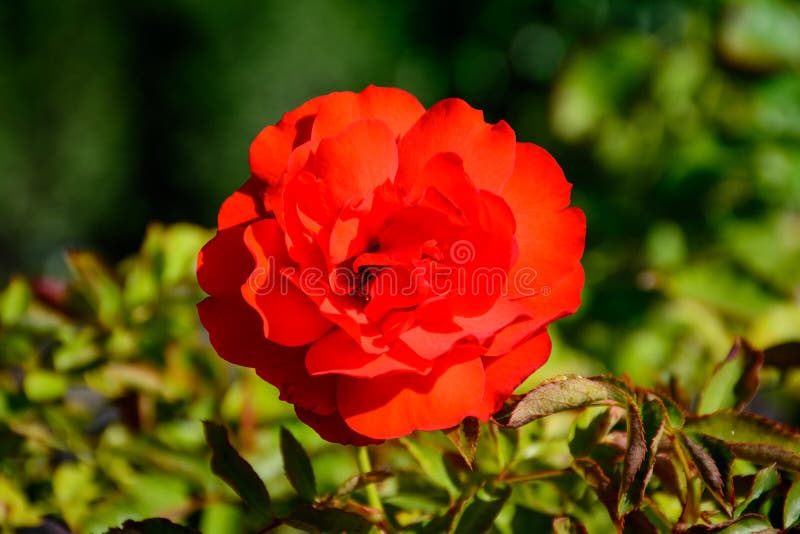 Colorful Rose in full boom stock image. Image of petals - 77283741