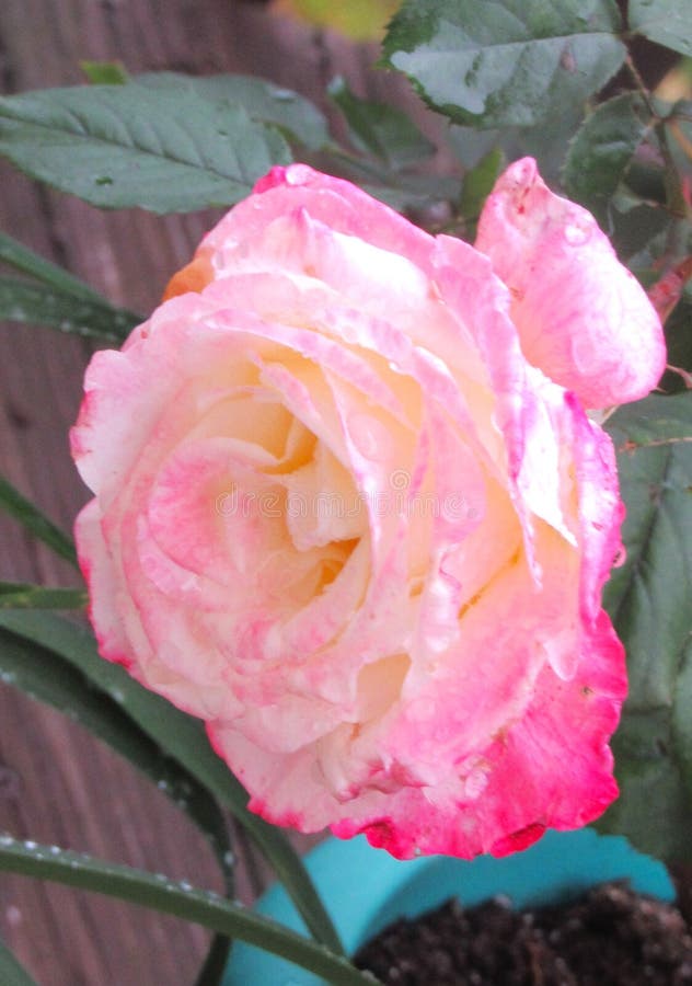 Colorful rose stock photo. Image of peony, petal, purple - 259929022