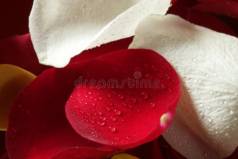 Colorful Rose Petal Pattern Wallpaper Texture Stock Image - Image of ...