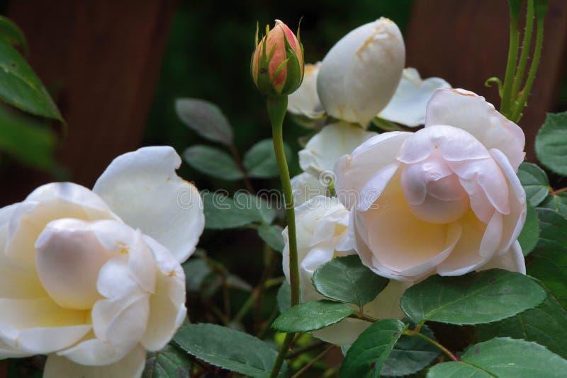 Rose stock image. Image of holiday, beauty, brides, roses - 116238367