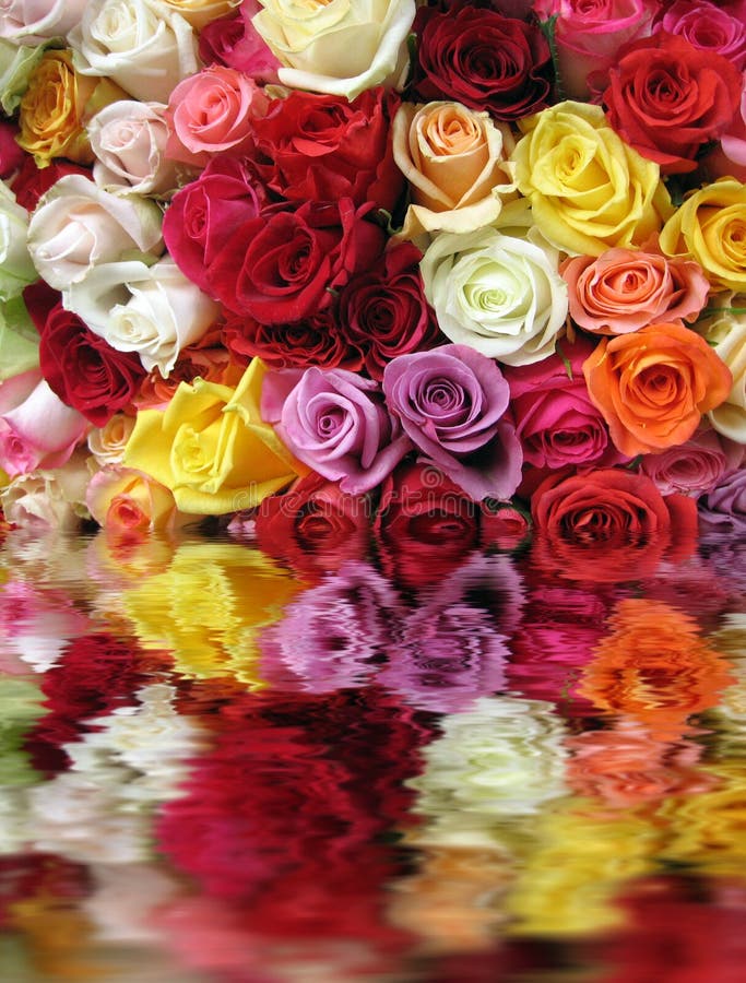 Colorful Roses stock photo. Image of beauty, bouquet, curve - 1886494