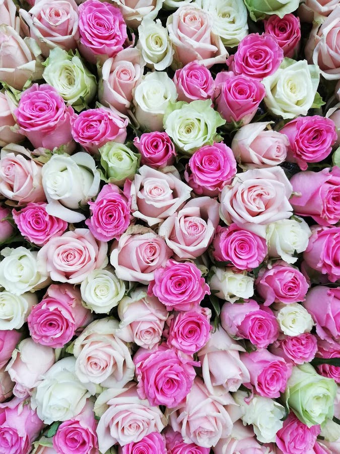 Colorful Roses Background Wallpaper Stock Image - Image of abstract ...